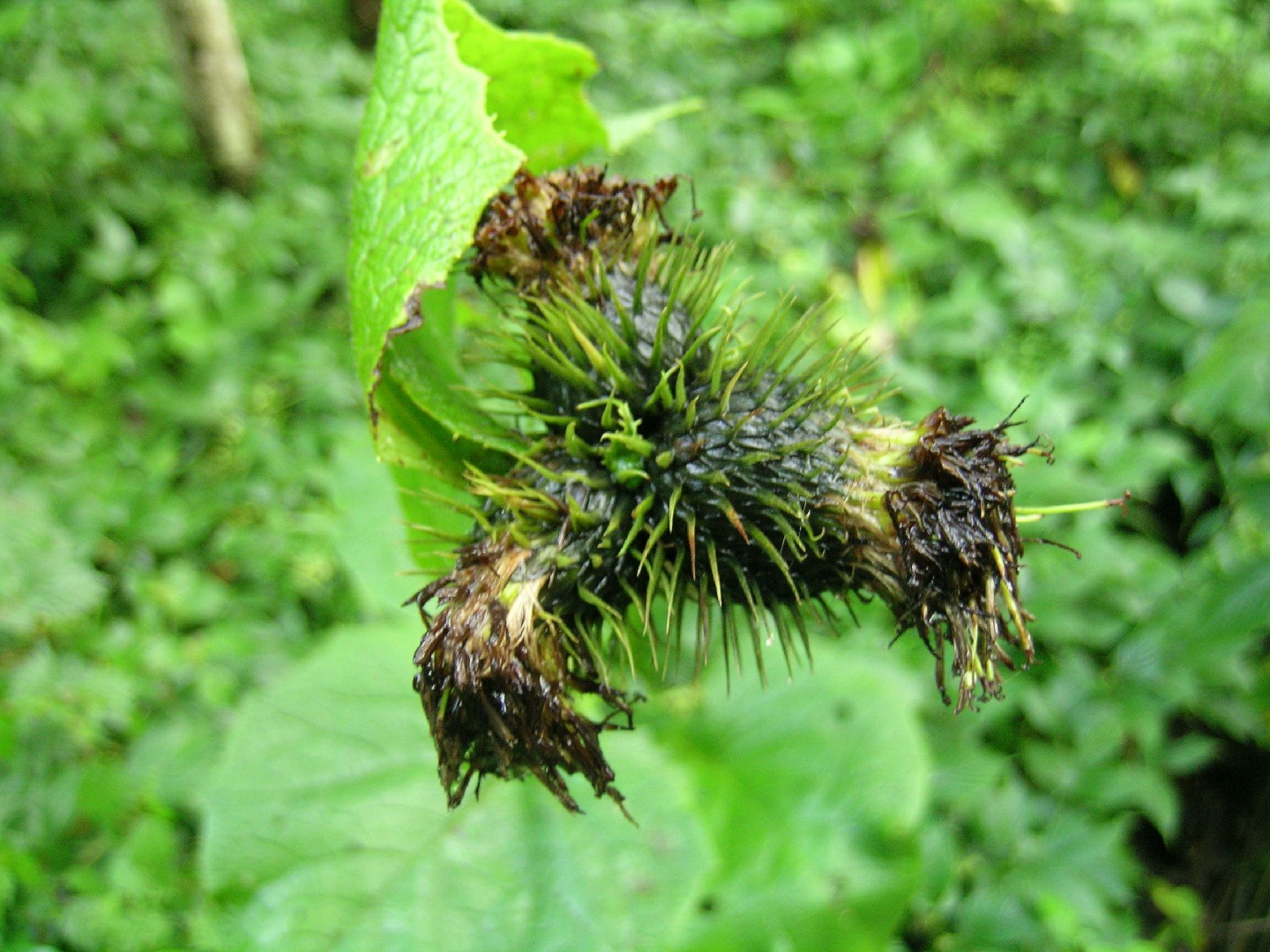 Aucklandia costus - PictureThis