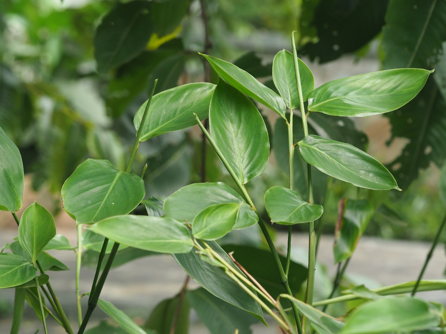 Common donax (Donax canniformis) Flower, Leaf, Care, Uses - PictureThis