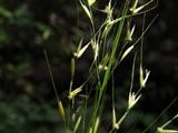 How to Plant and Grow Needle grass(Achnatherum pekinense)