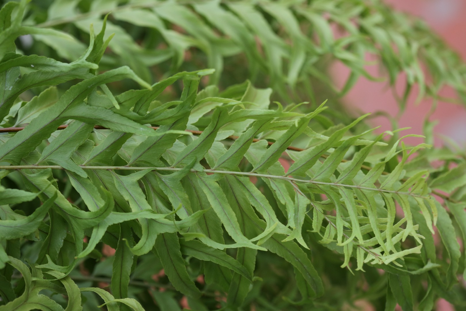 Nephrolepis hirsutula - PictureThis