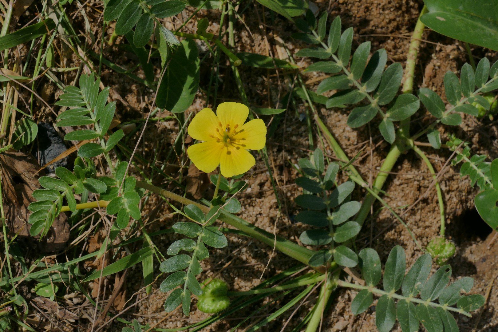 Abrojo (Tribulus cistoides) - PictureThis