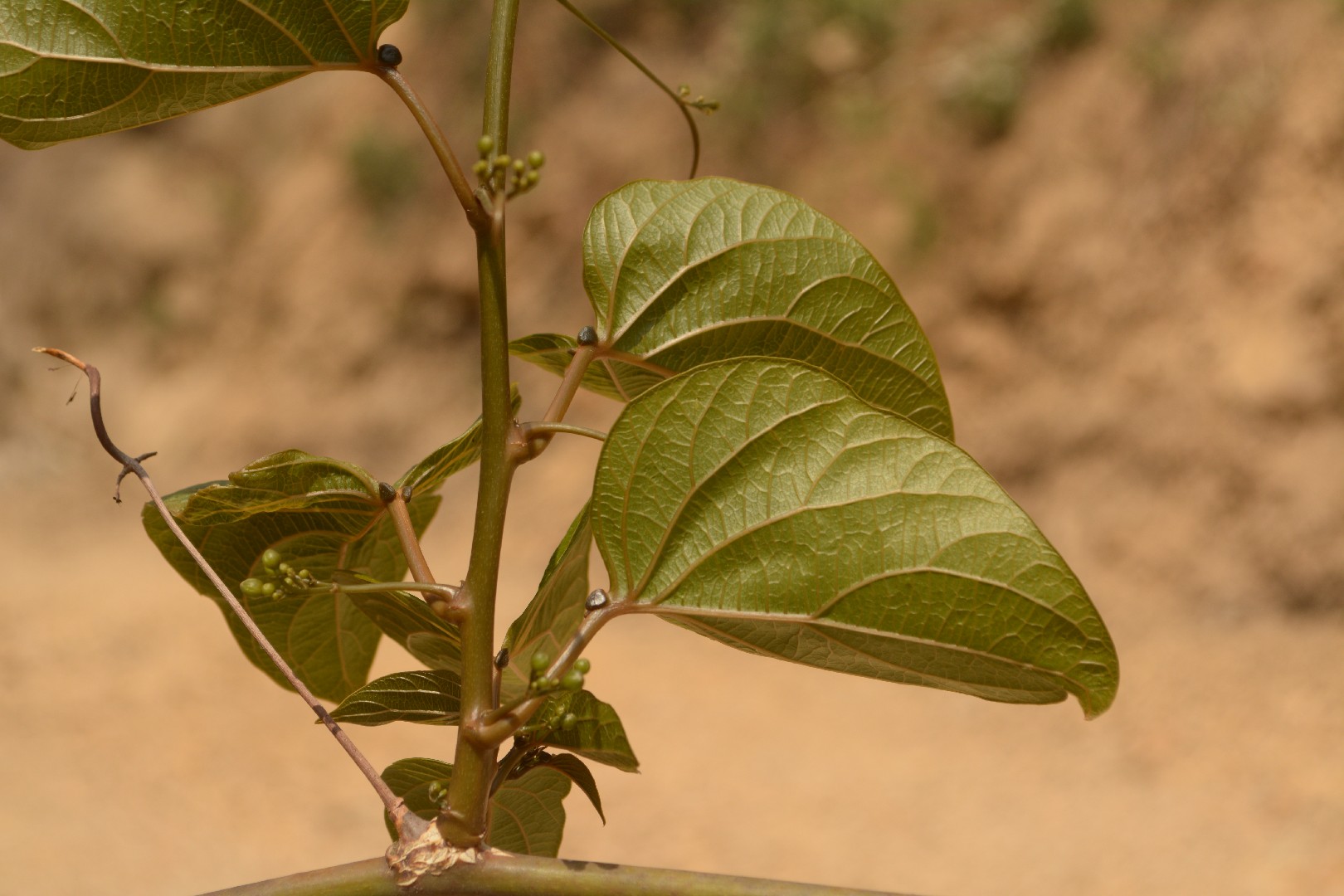Adenia cardiophylla - PictureThis
