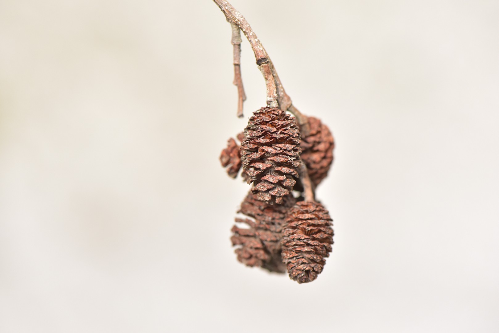 Japanische erle (Alnus japonica) - PictureThis