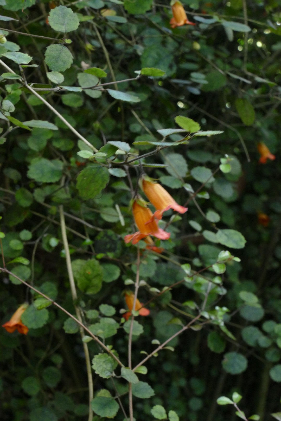 Rhabdothamnus solandri - PictureThis