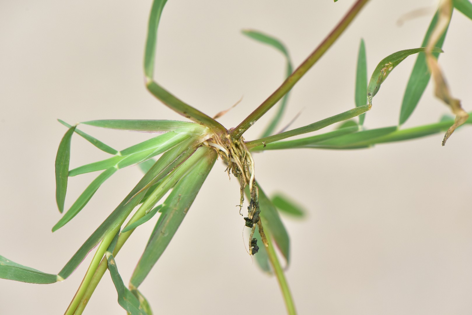 Chloris pycnothrix - PictureThis