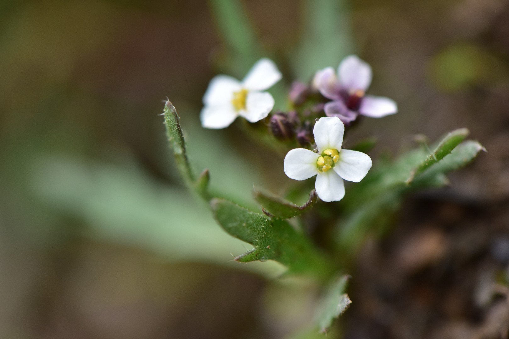 Braya humilis - PictureThis