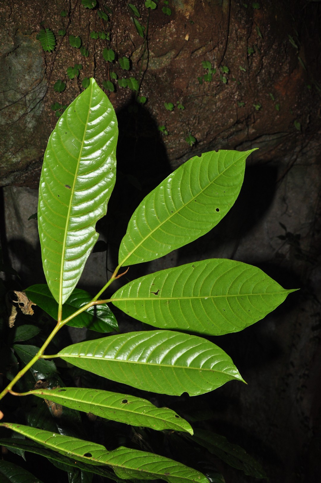 Endocomia macrocoma subsp. prainii - PictureThis