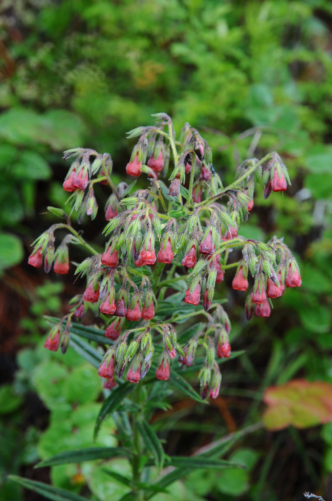 Onosma paniculatum 照顧，種植，繁殖，開花時間 - PictureThis