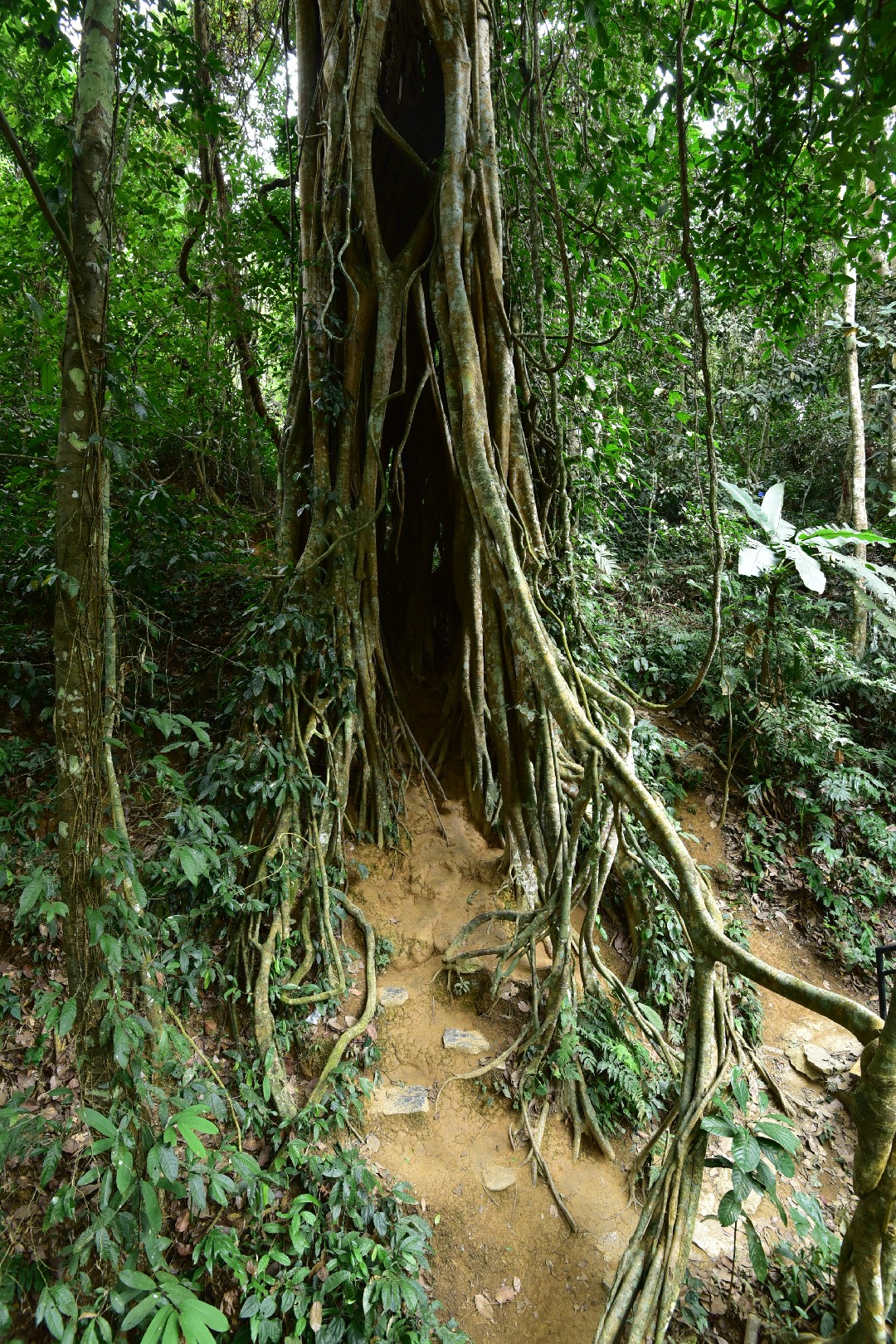 Ficus subulata - PictureThis