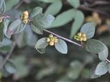 Silverleaf cotoneaster (Cotoneaster pannosus) Flower, Leaf, Care, Uses - PictureThis