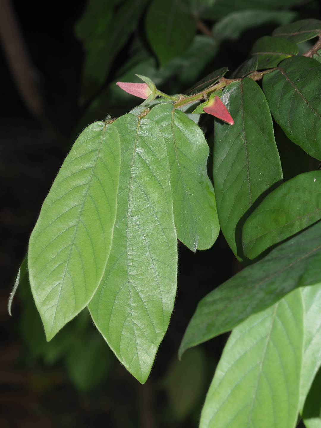 Dasymaschalon trichophorum Flower, Leaf, Care, Uses - PictureThis