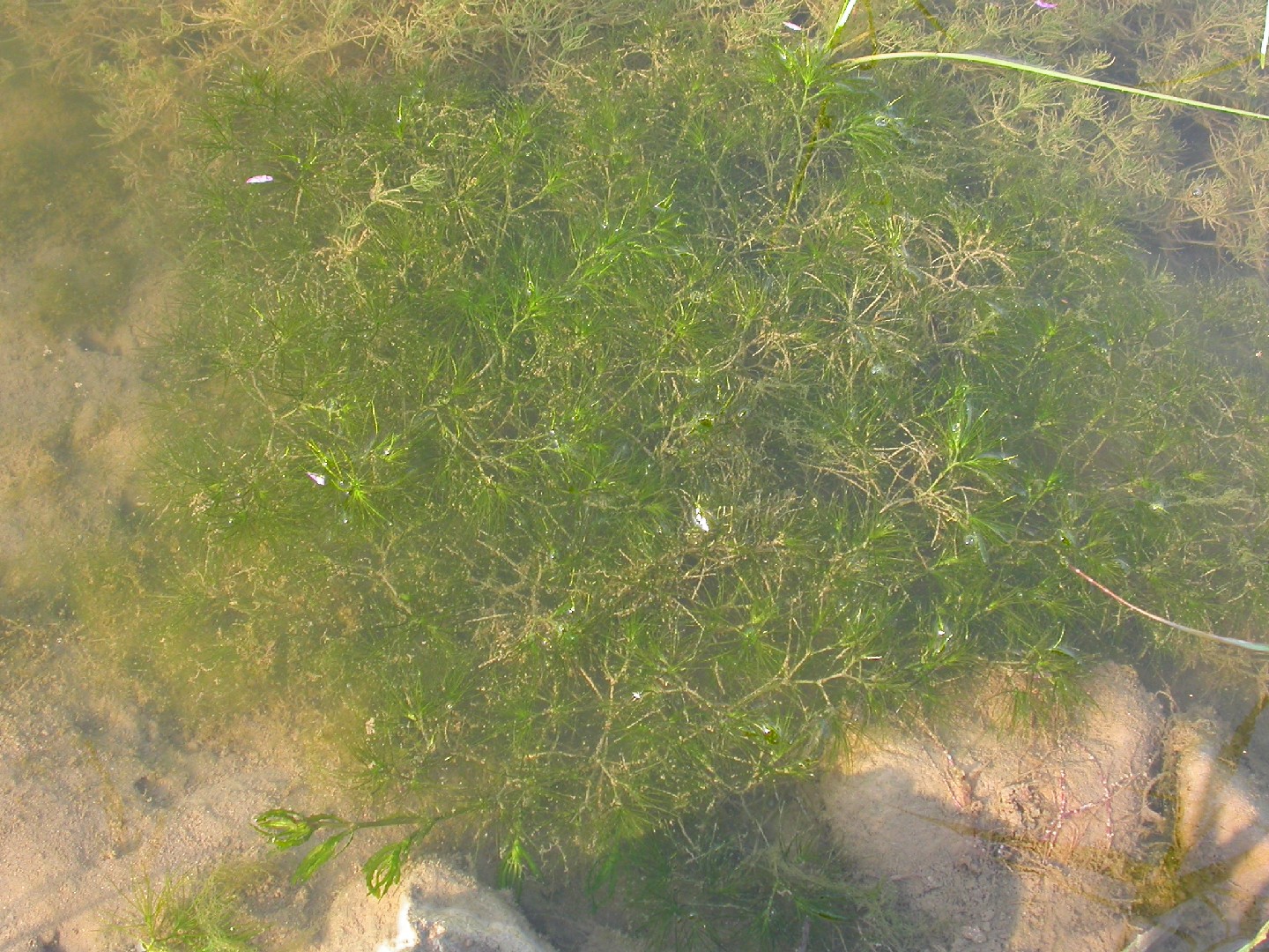 トリゲモ (Najas minor) 花言葉，毒性，よくある質問 - PictureThis