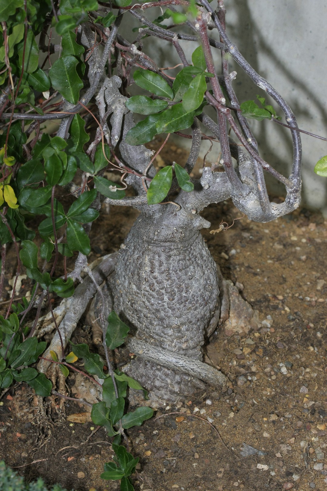 Hottentot bread (Fockea edulis) Flower, Leaf, Care, Uses - PictureThis