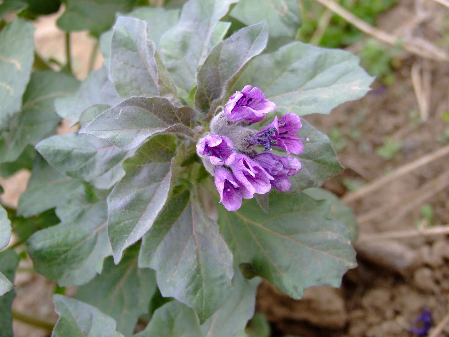 Physochlaina physaloides Flower, Leaf, Care, Uses - PictureThis