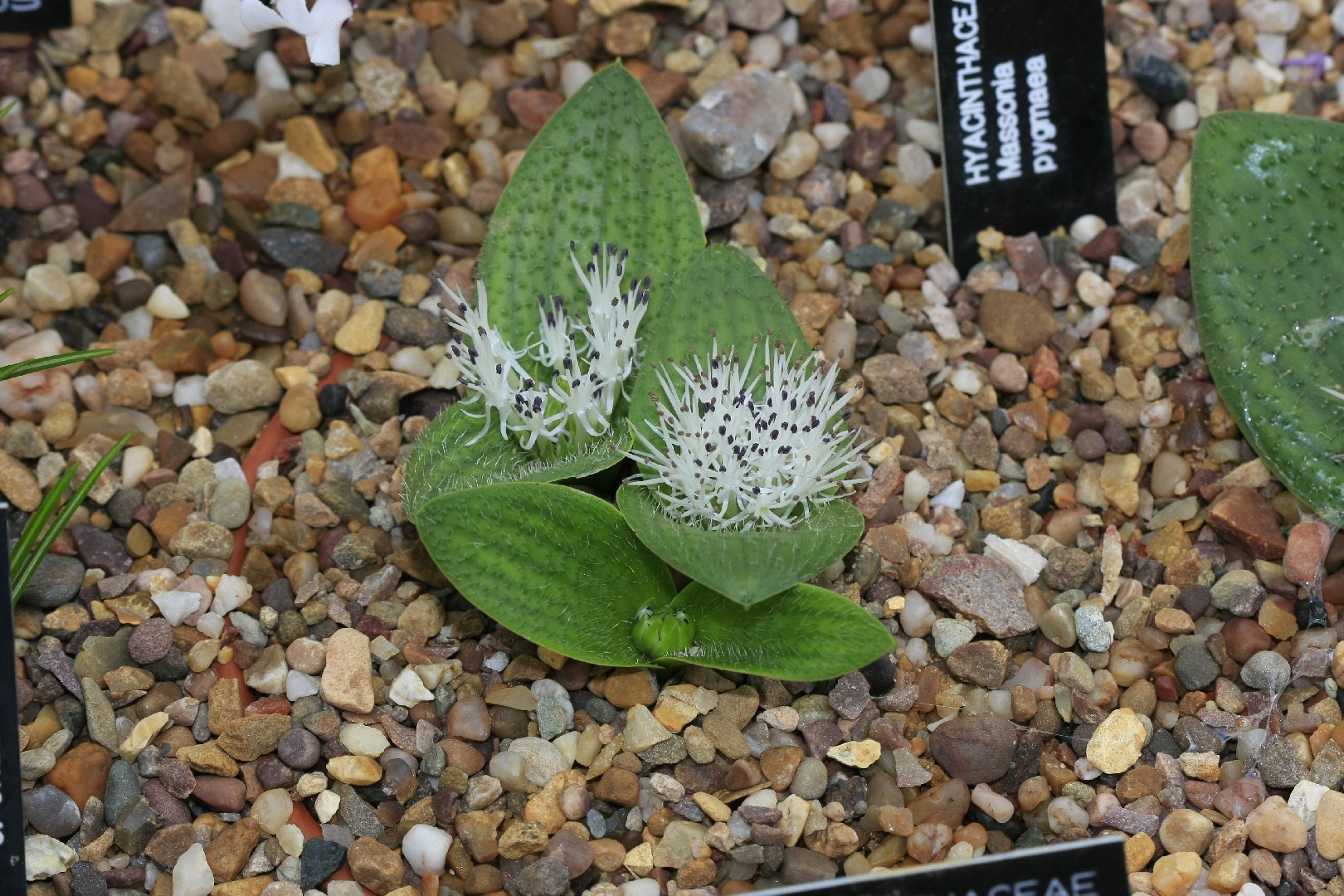 Massonia pustulata - PictureThis