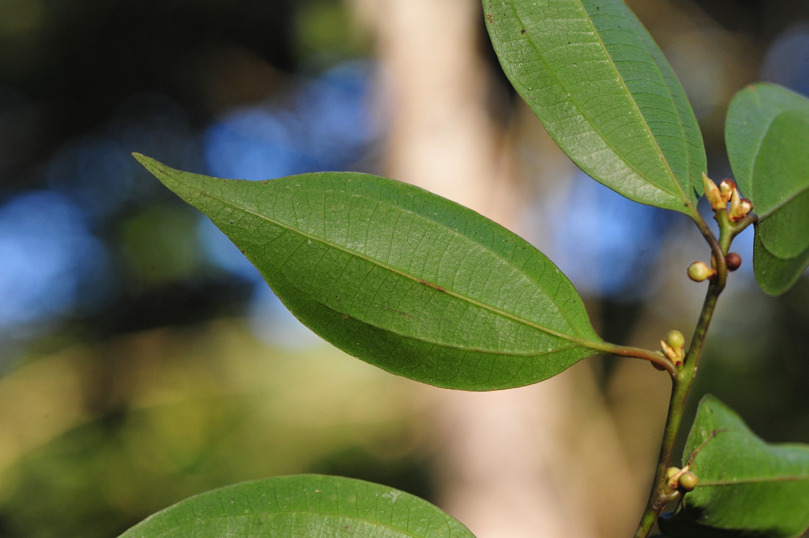 Iteadaphne caudata - PictureThis