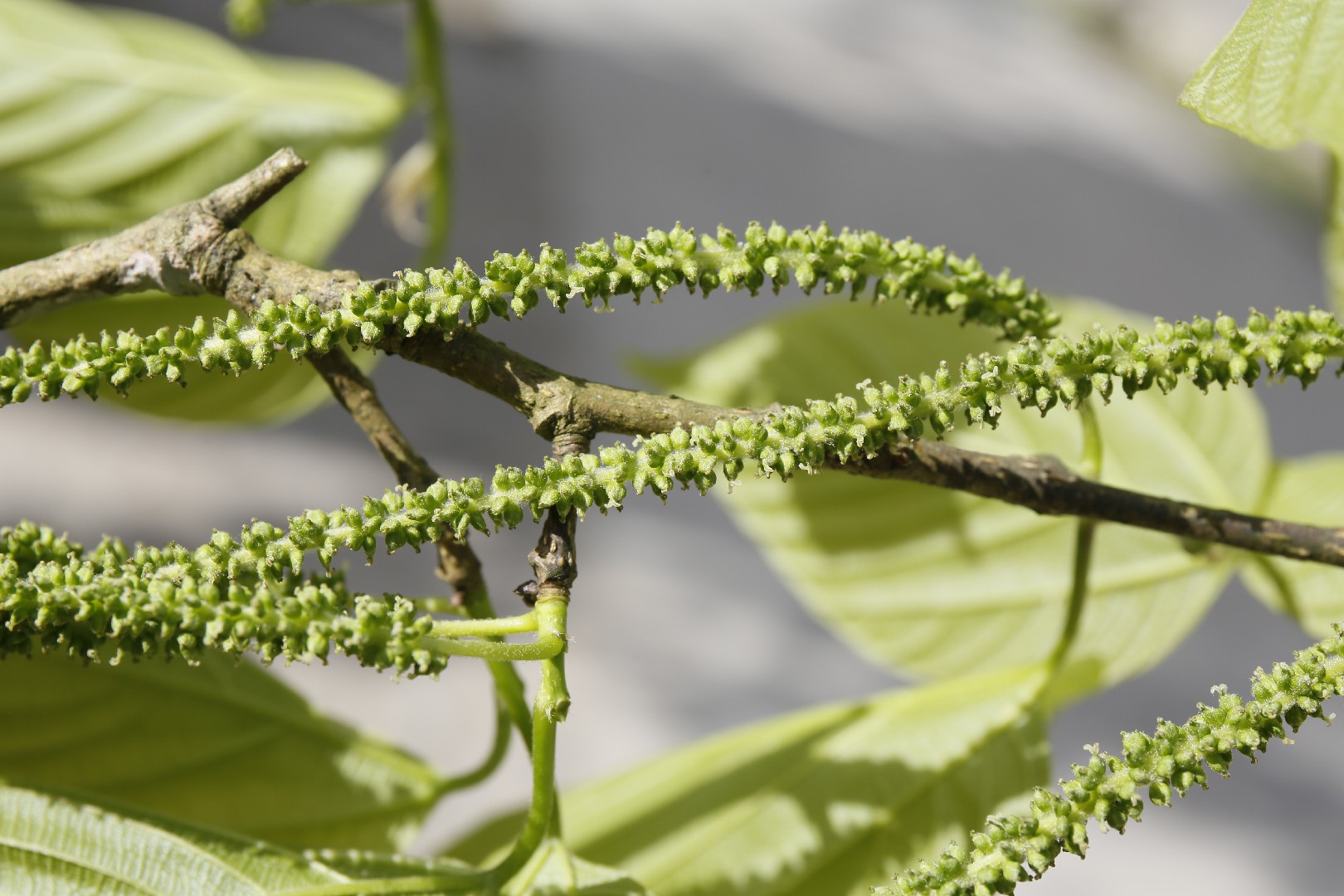 Morus macroura - PictureThis