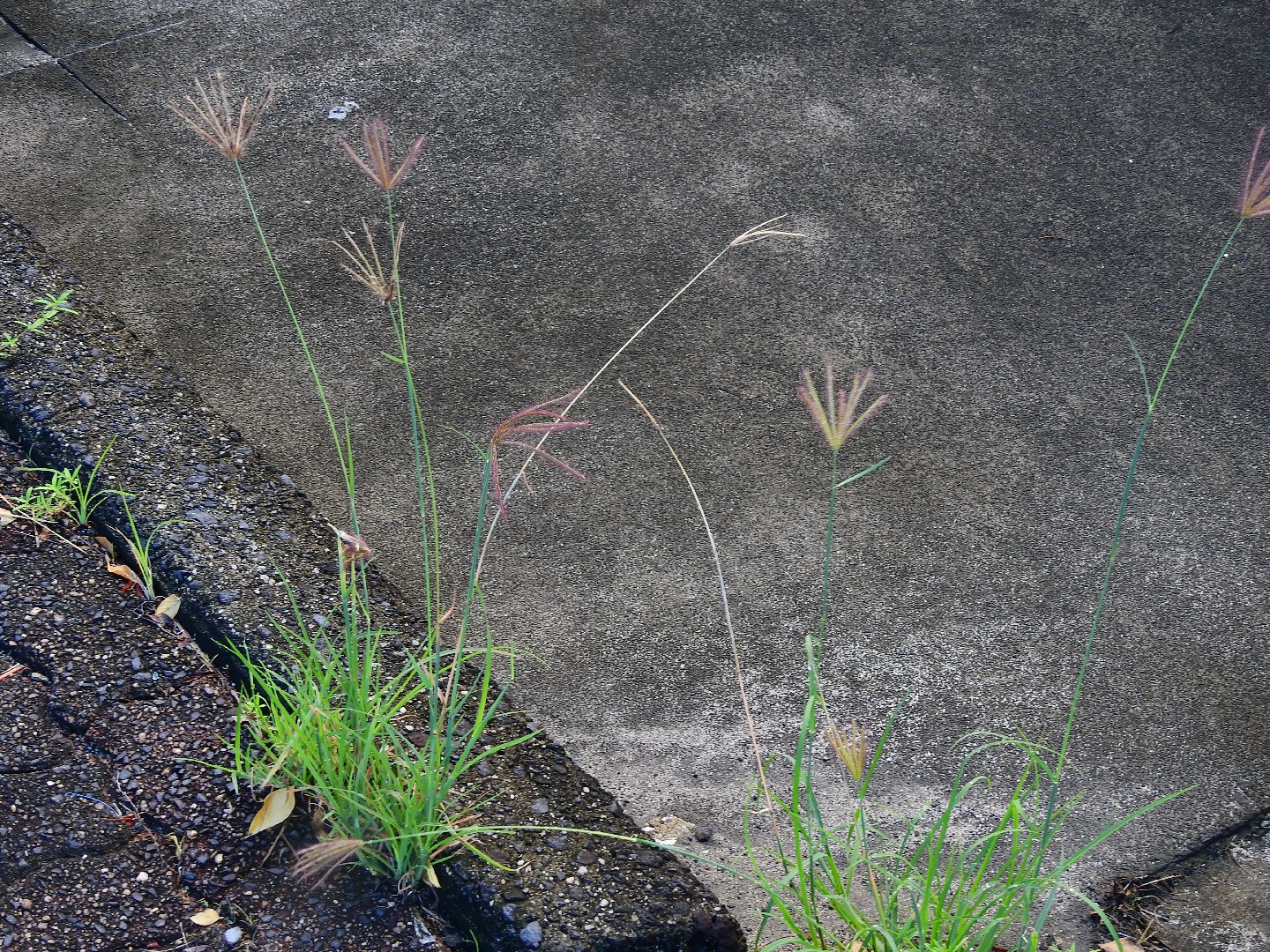 孟仁草 (Chloris barbata) 照顧，種植，繁殖，開花時間 - PictureThis