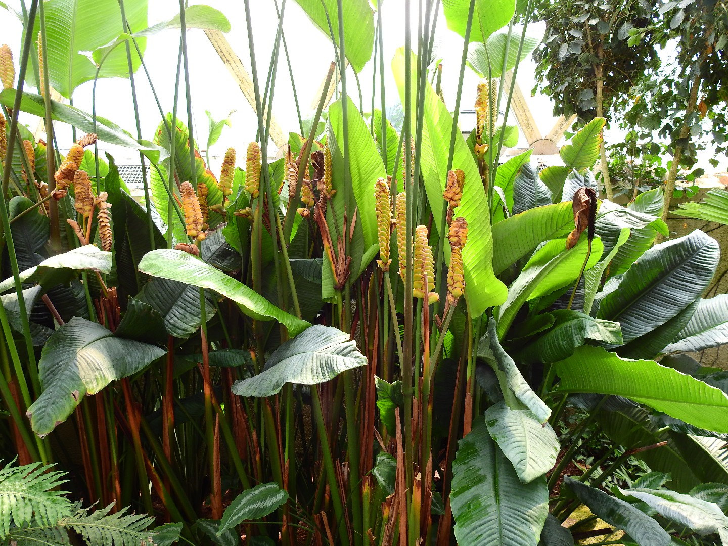 Rattlesnake plant Care (Watering, Fertilize, Pruning, Propagation ...