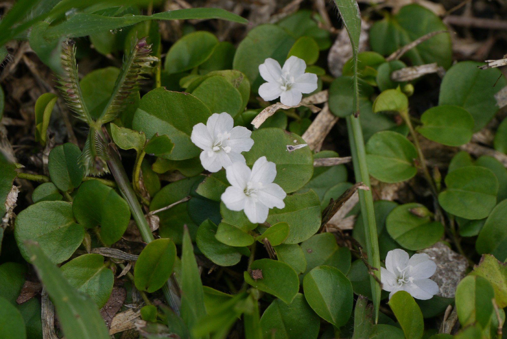 Evolvulus nummularius - PictureThis