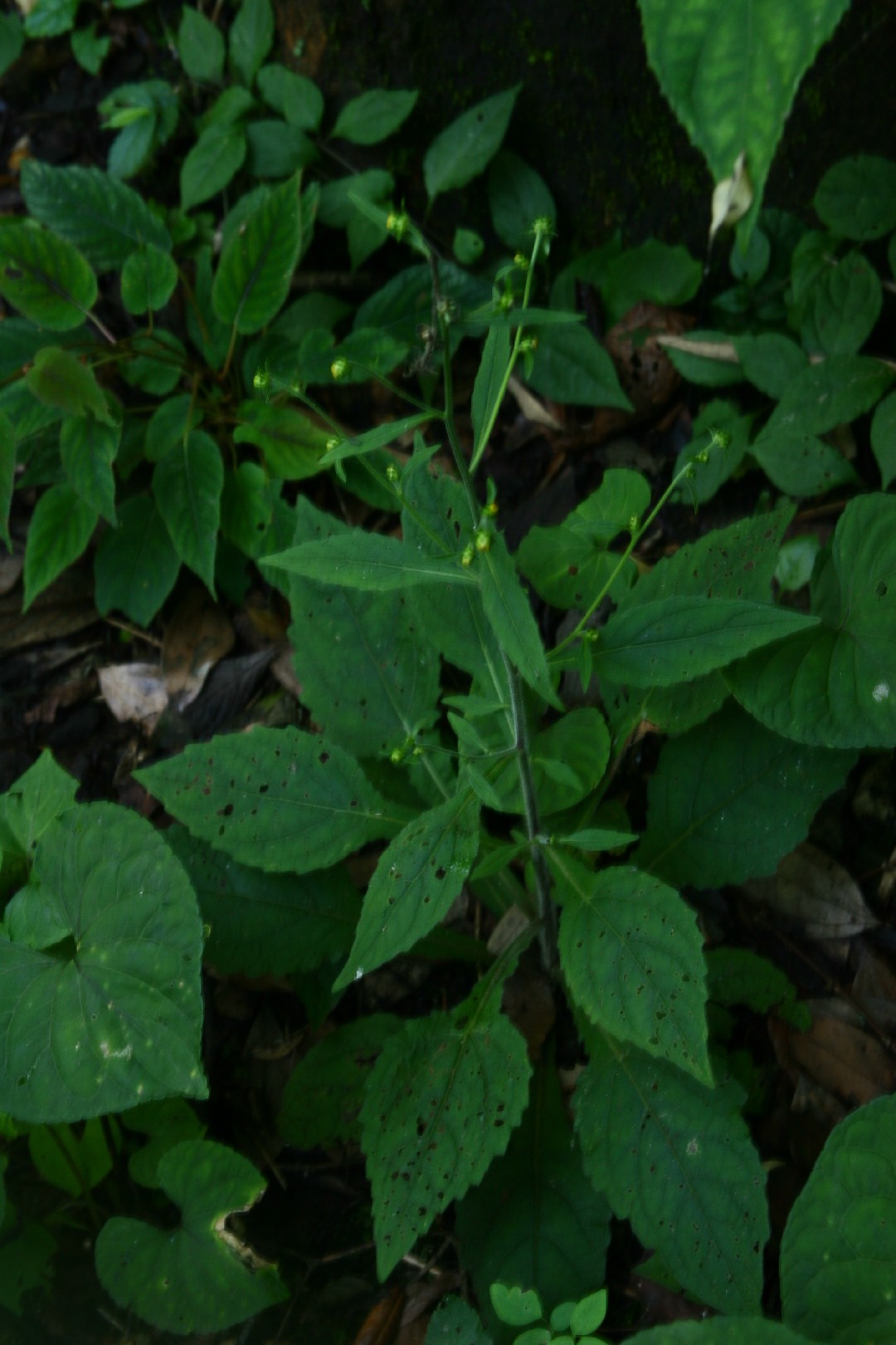 Carpesium triste - PictureThis