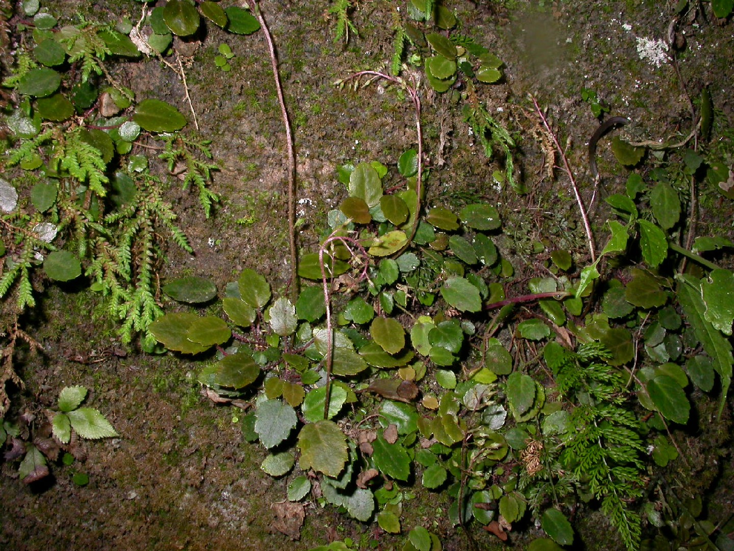 Tanakaea radicans - PictureThis
