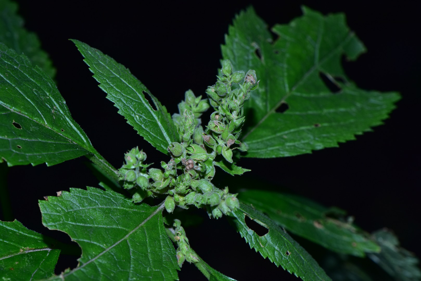 ツルニガクサ (Teucrium viscidum) 花言葉，毒性，よくある質問 - PictureThis
