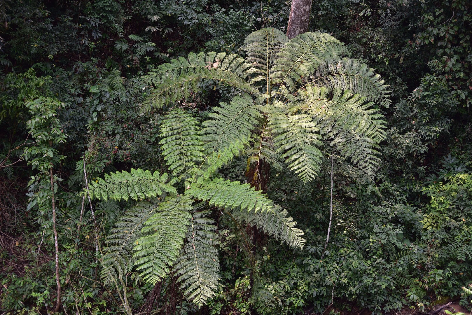 Sphaeropteris brunoniana - PictureThis