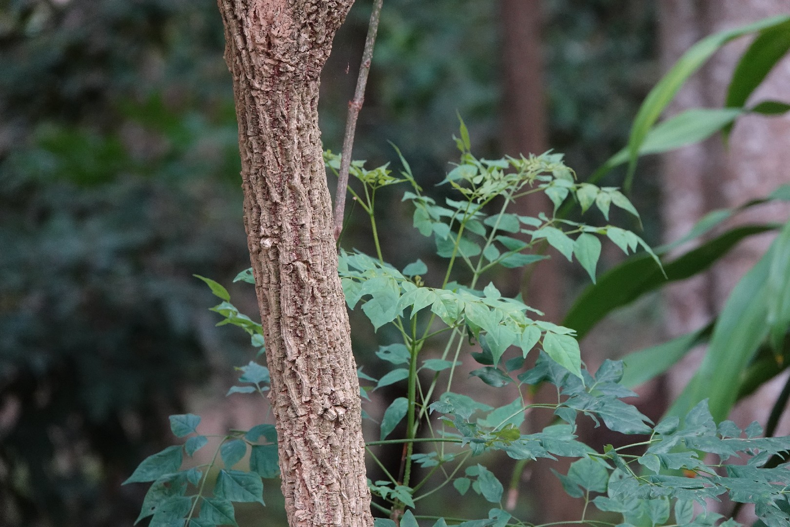 Millingtonia hortensis - PictureThis