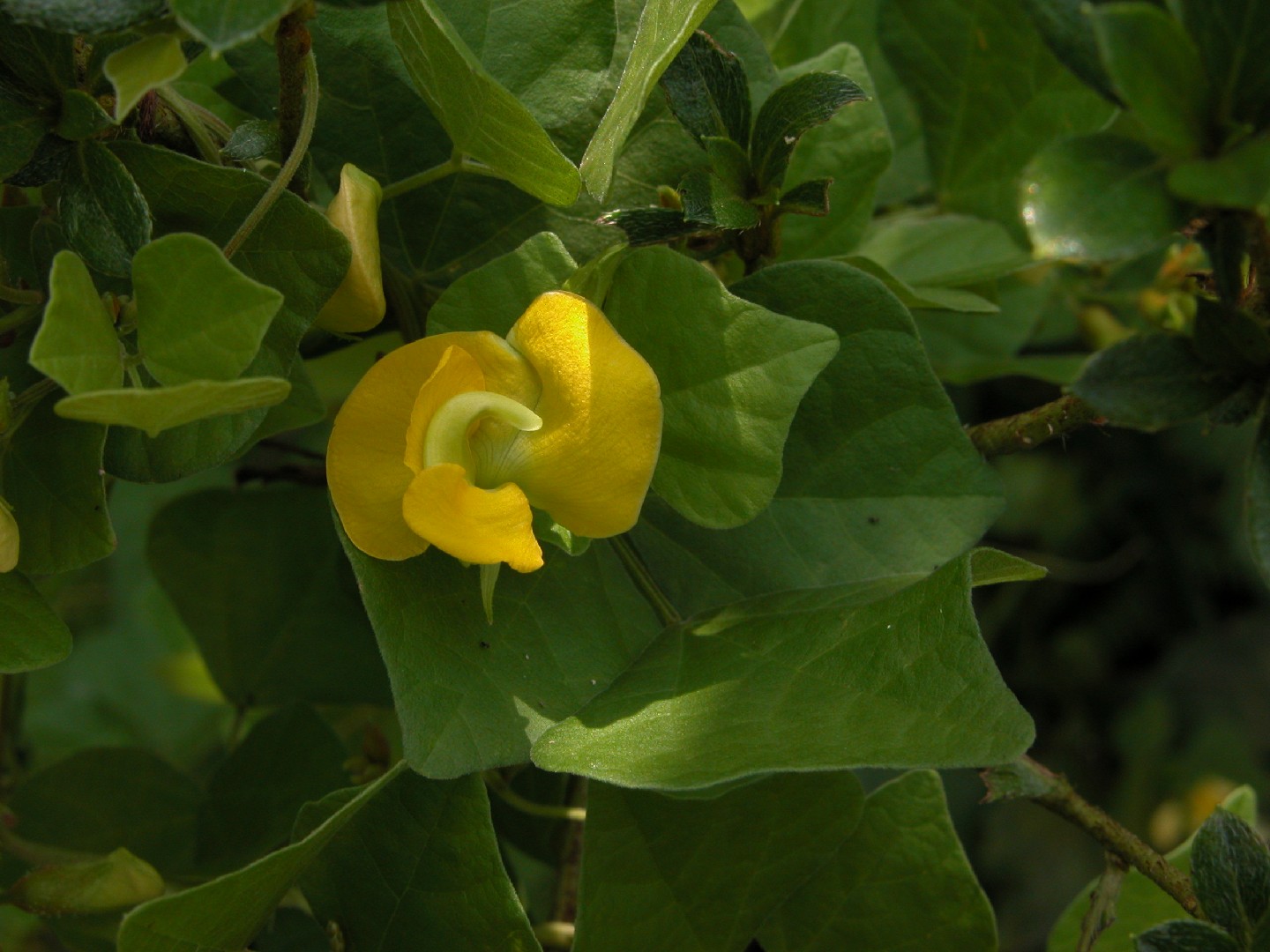 ノアズキ (野小豆) (Dunbaria villosa) 花言葉，毒性，よくある質問 - PictureThis