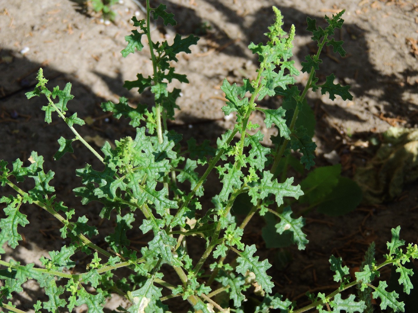 Jerusalem oak goosefoot (Dysphania botrys) Flower, Leaf, Care, Uses ...