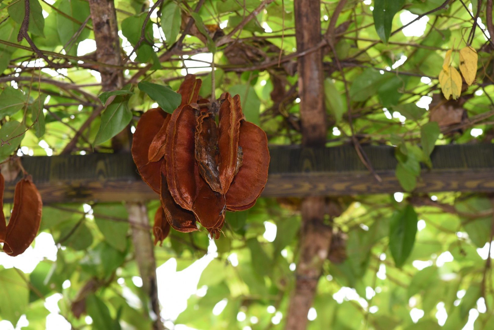Mucuna gigantea - PictureThis