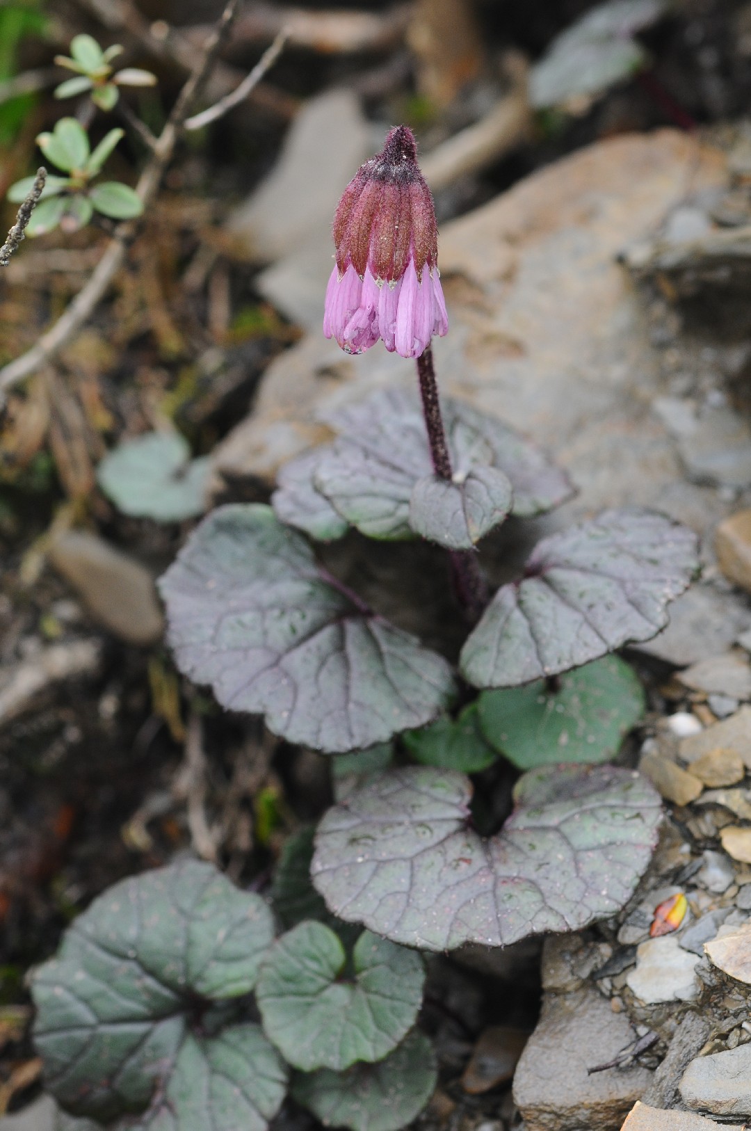 Cremanthodium rhodocephalum - PictureThis
