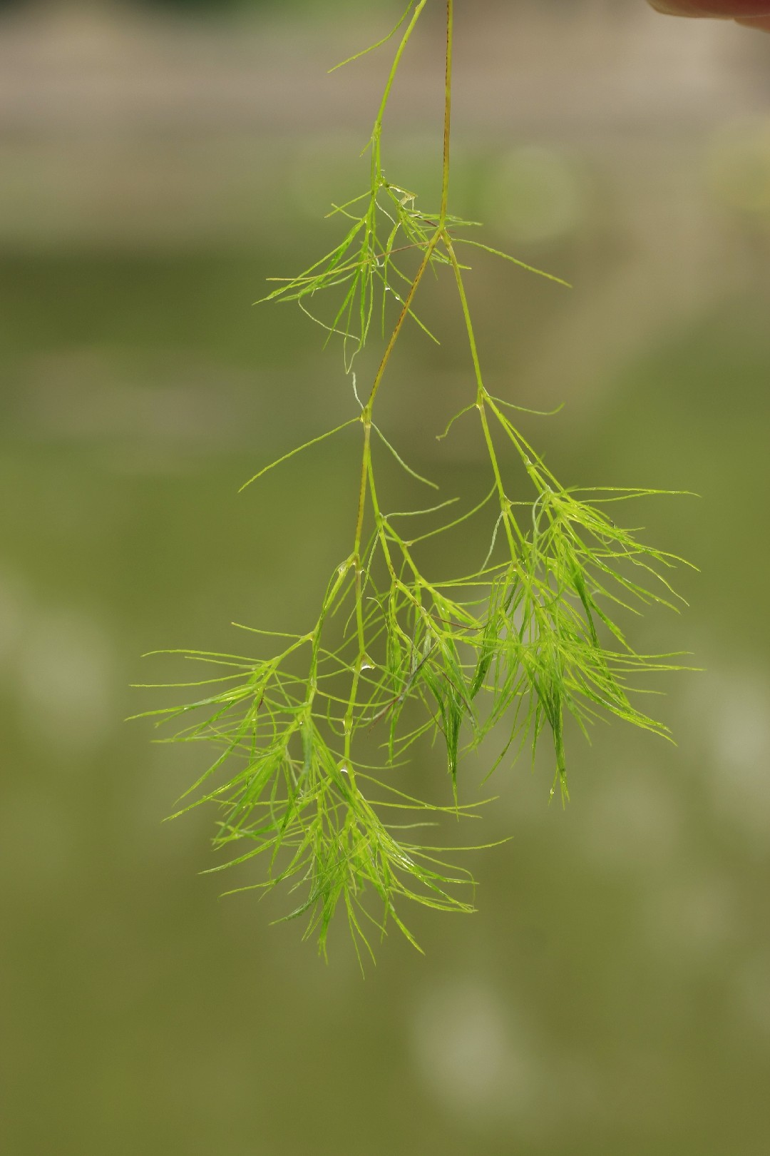 Najas minor - PictureThis