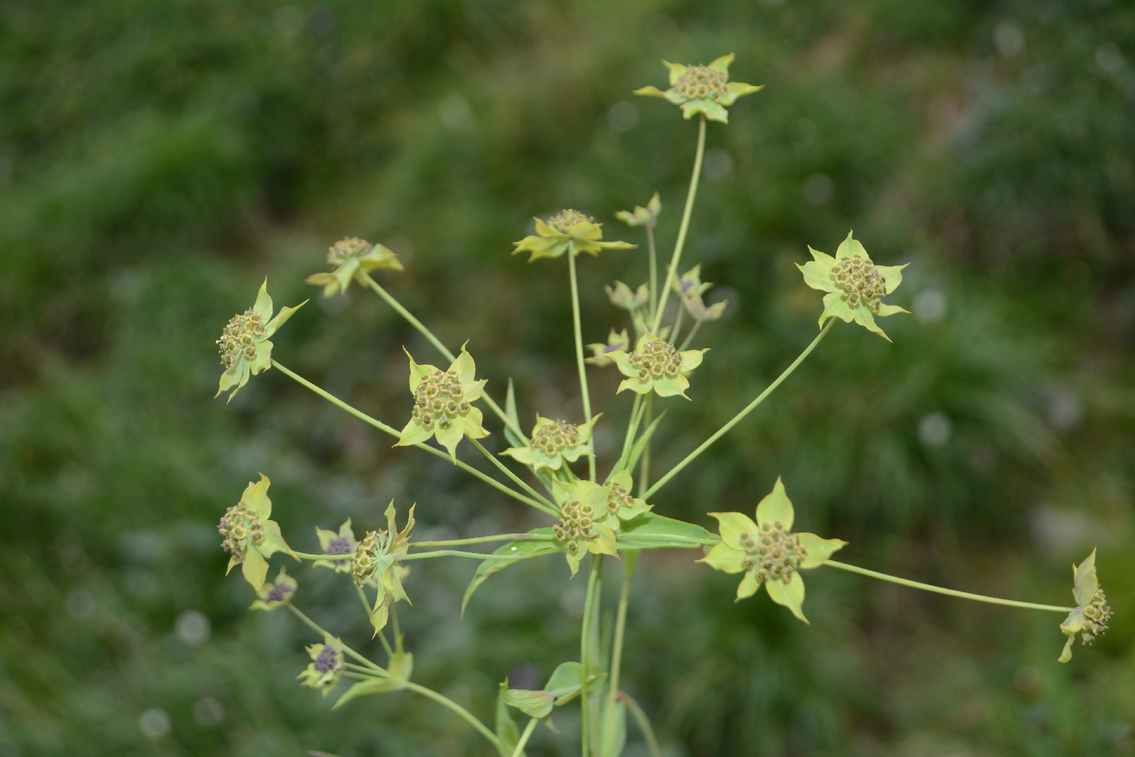 Bupleurum euphorbioides Flower, Leaf, Care, Uses - PictureThis