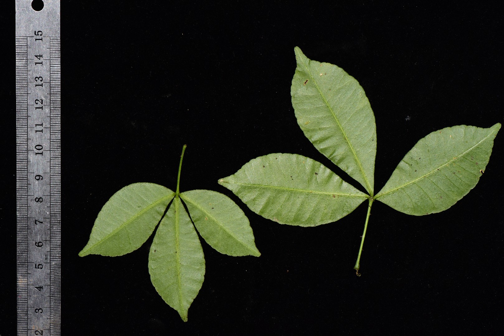 Toddalia asiatica - PictureThis