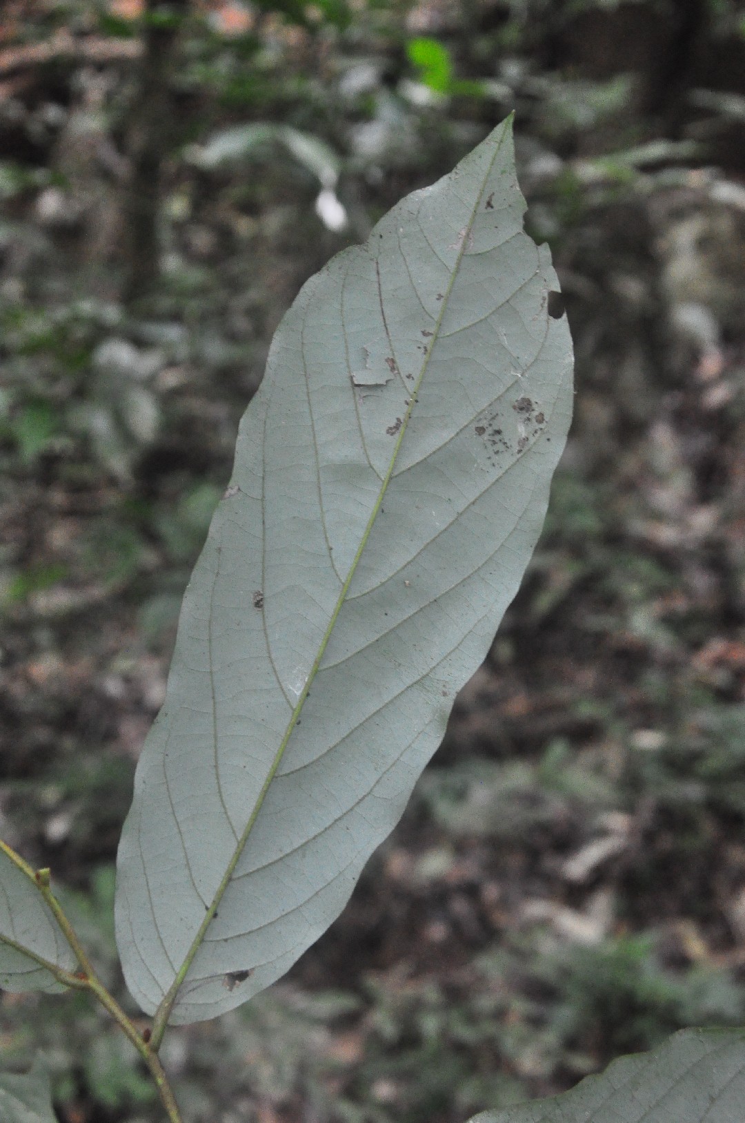 Dasymaschalon rostratum 照顧，種植，繁殖，開花時間 - PictureThis