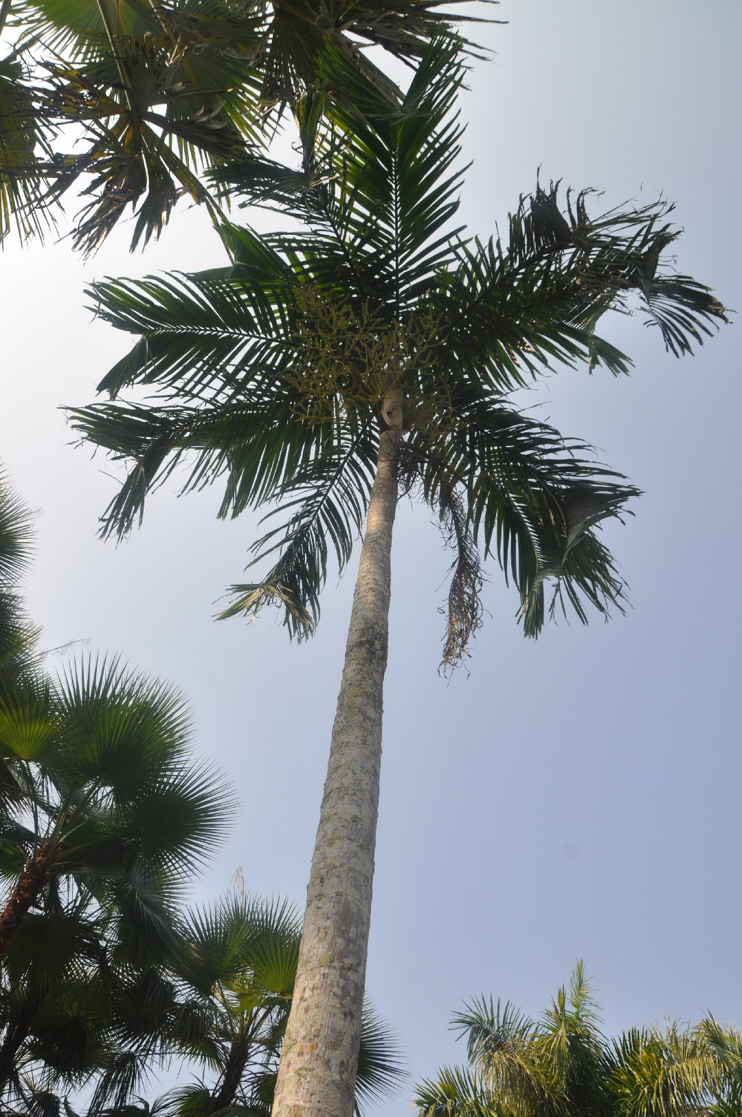 Carpentaria acuminata - PictureThis