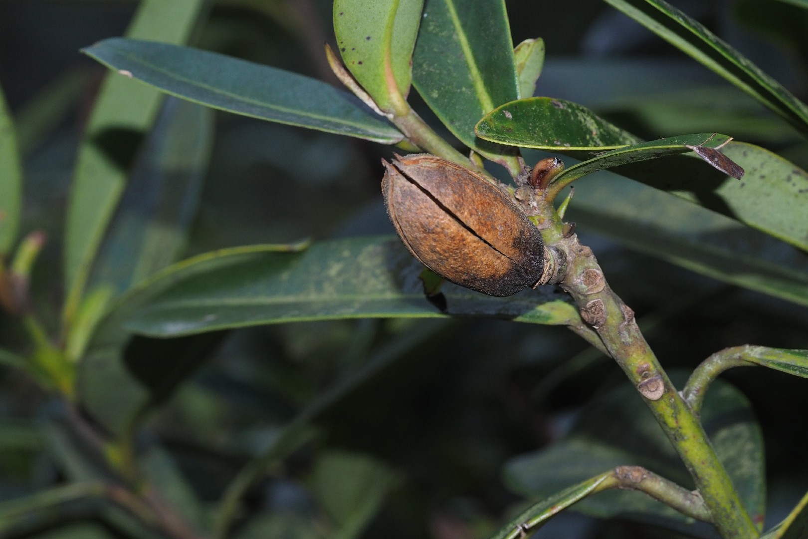 Polyspora axillaris - PictureThis