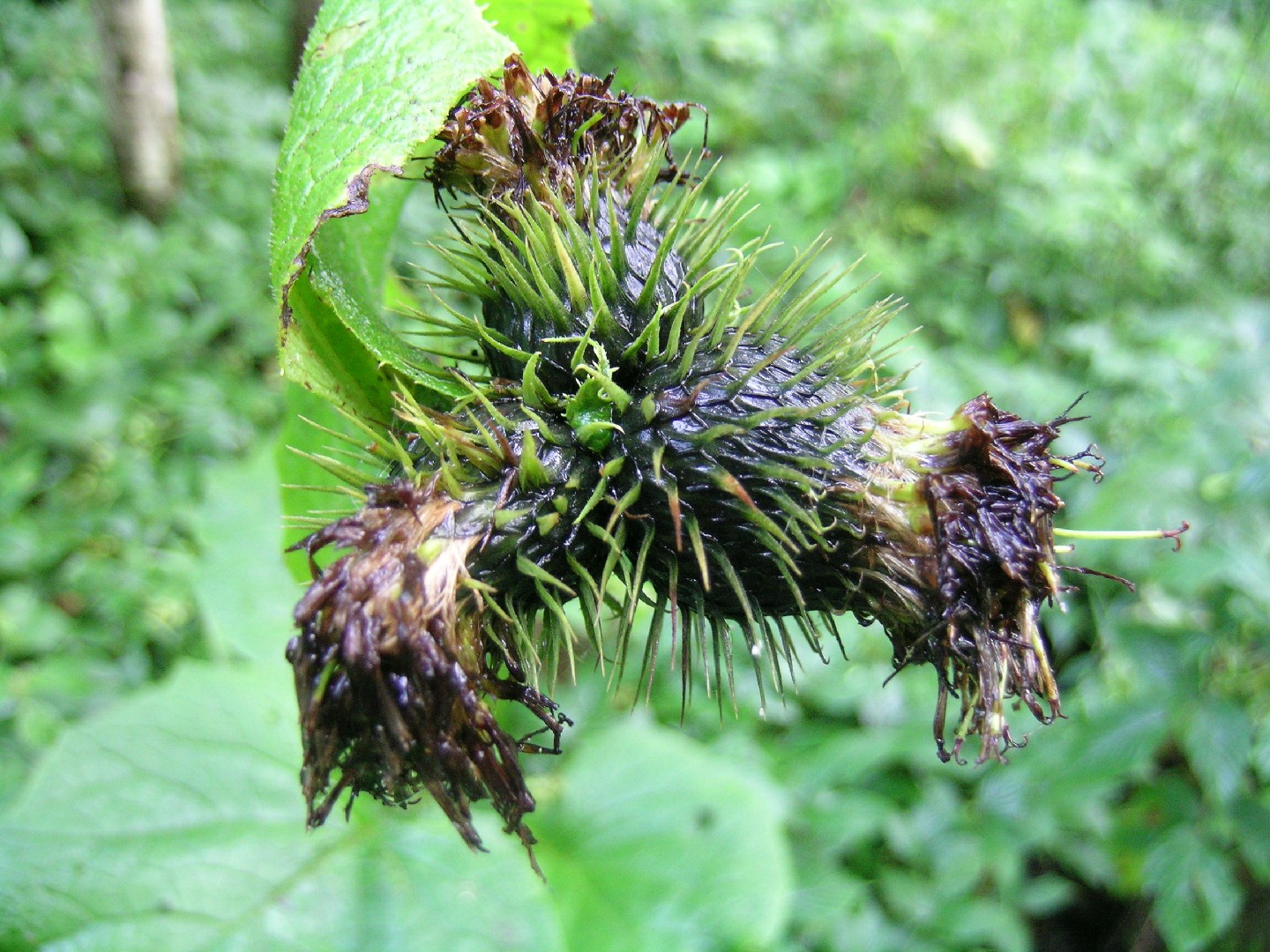 Costus (Aucklandia costus) Flower, Leaf, Care, Uses - PictureThis