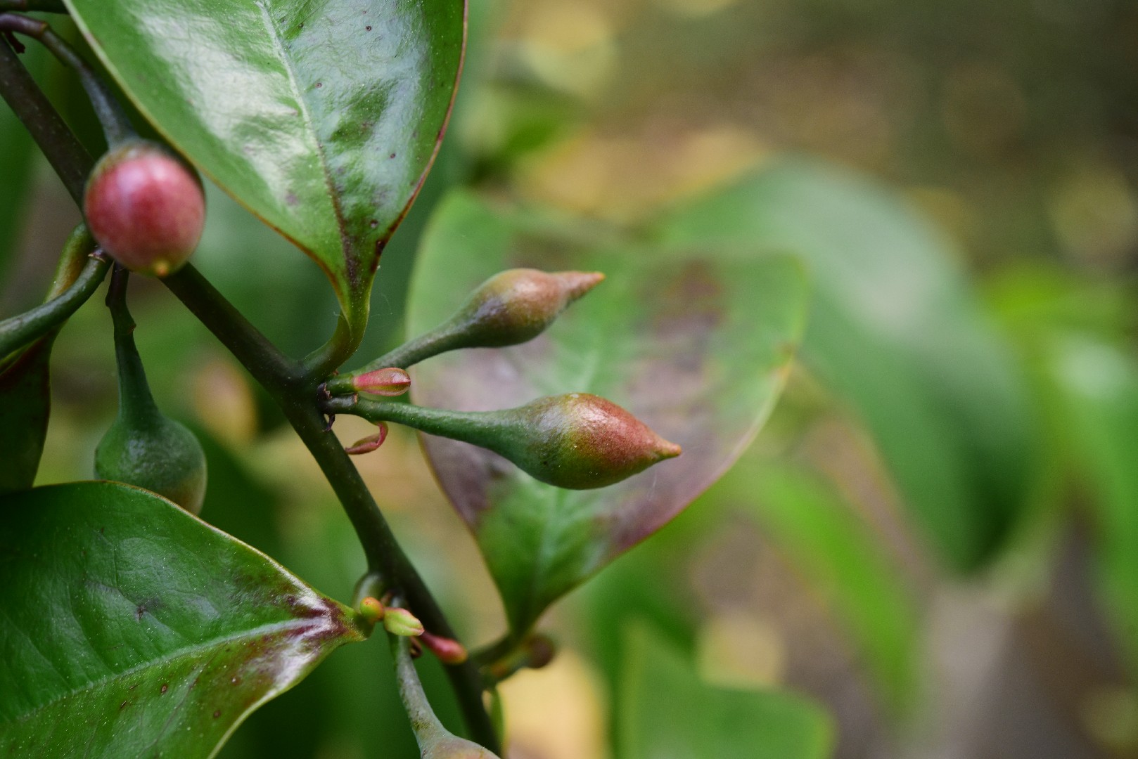 Eupomatia laurina - PictureThis