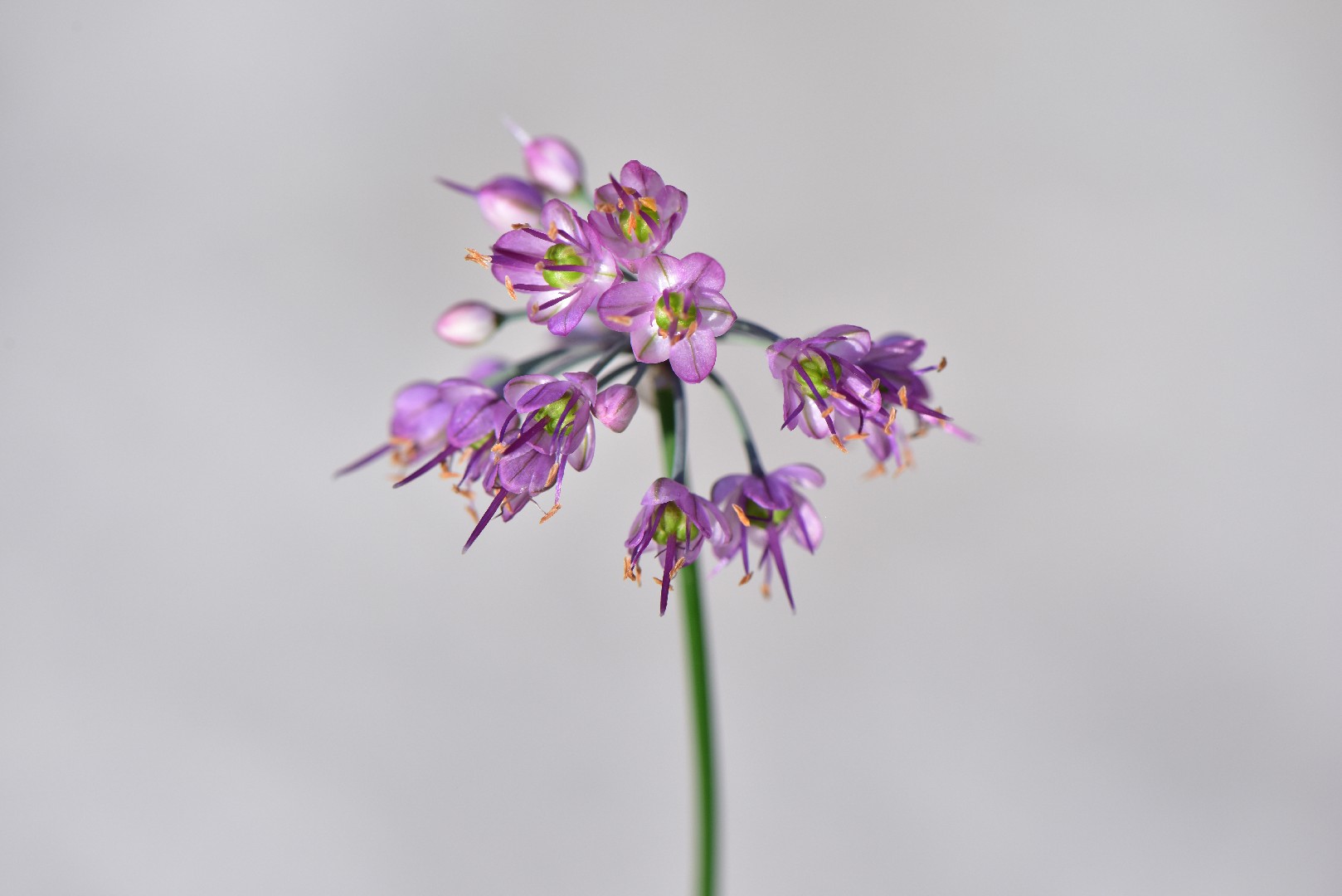 Allium chinense - PictureThis