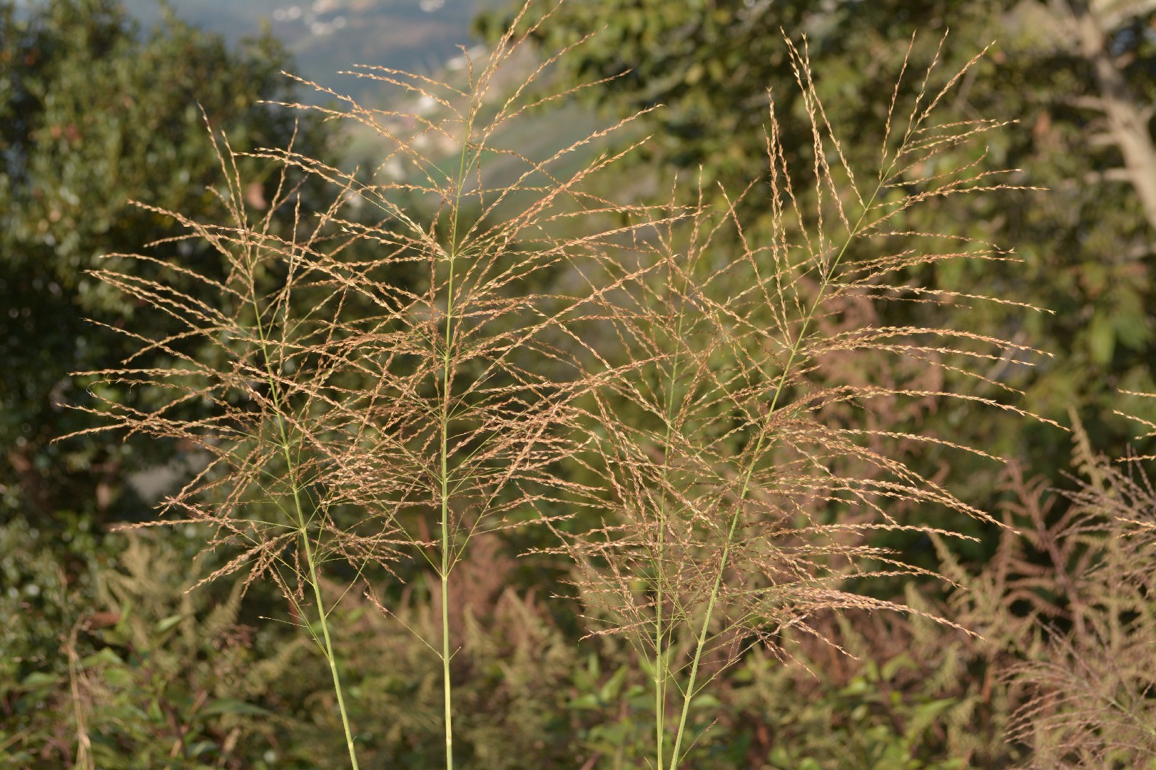 Arundinella setosa - PictureThis