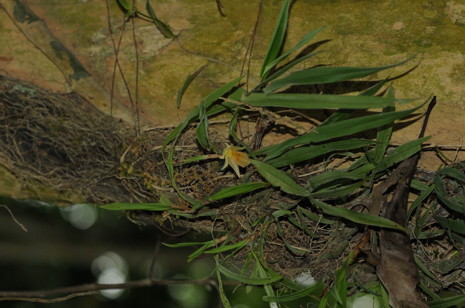 Panisea uniflora - PictureThis