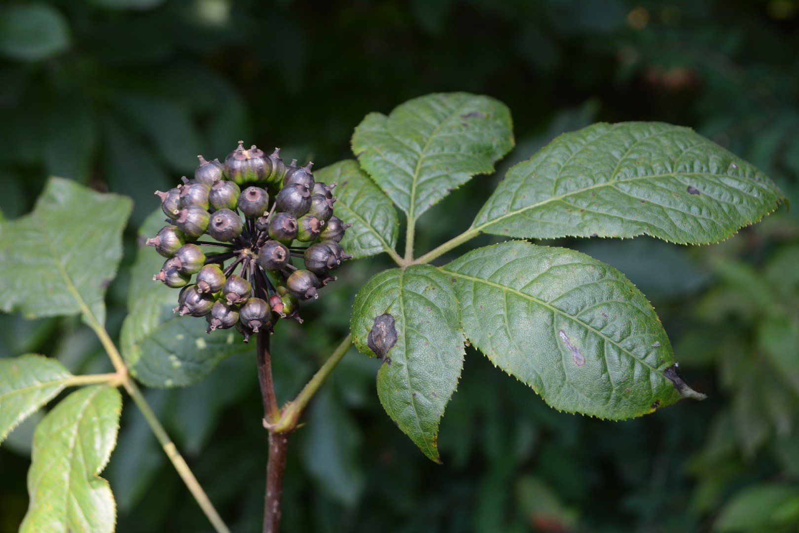 Eleuthero Care (Watering, Fertilize, Pruning, Propagation) - PictureThis