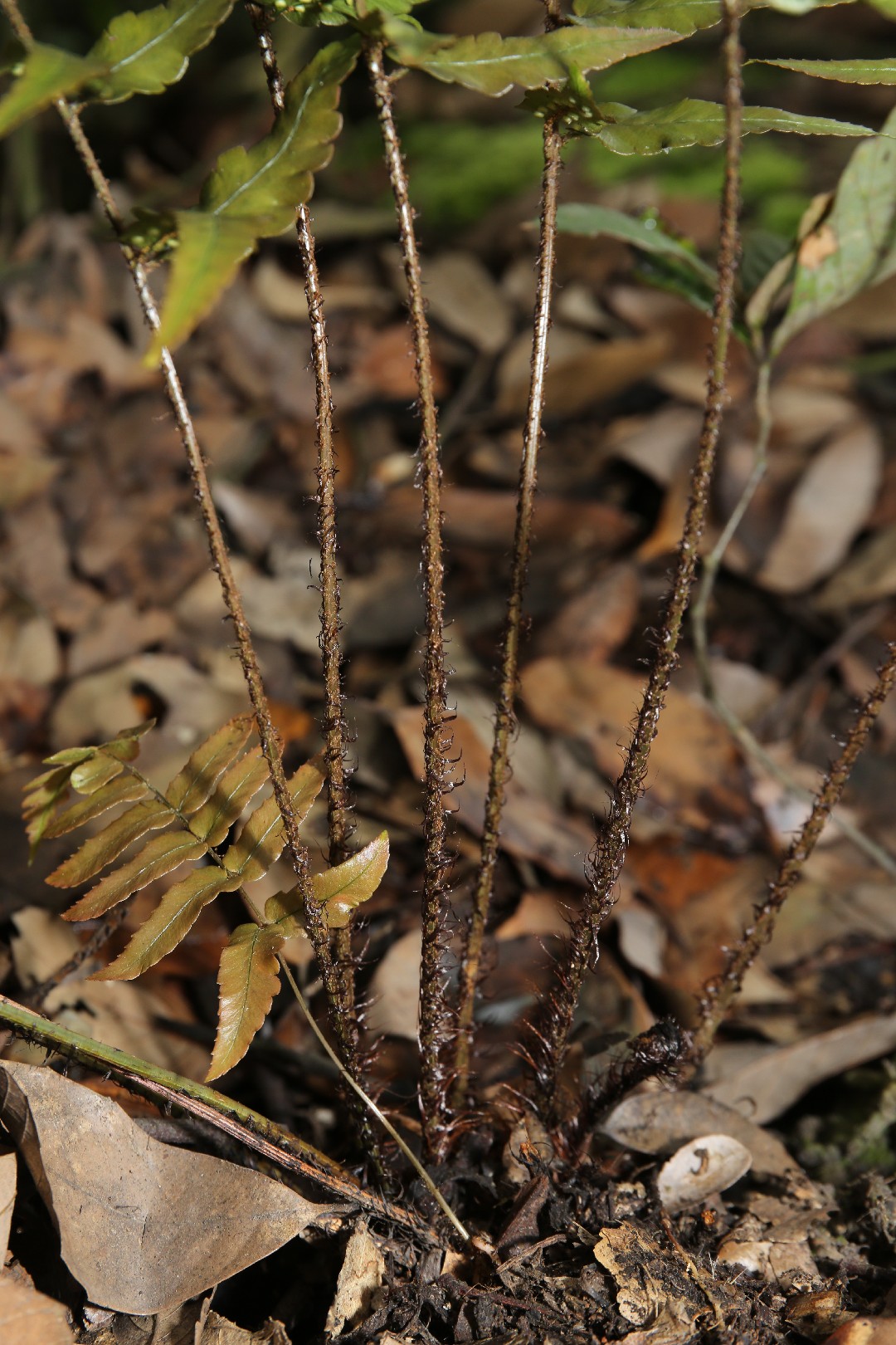 Wood fern (Dryopteridaceae) Flower, Leaf, Care, Uses - PictureThis