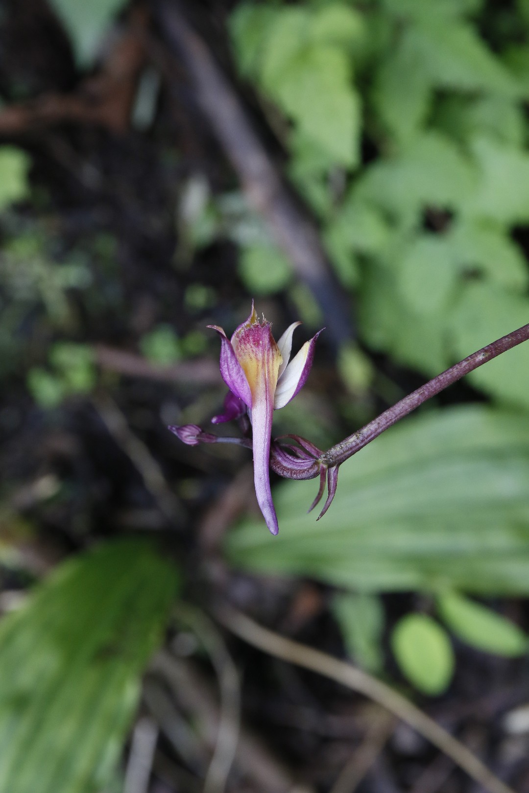 Calanthe alpina - PictureThis