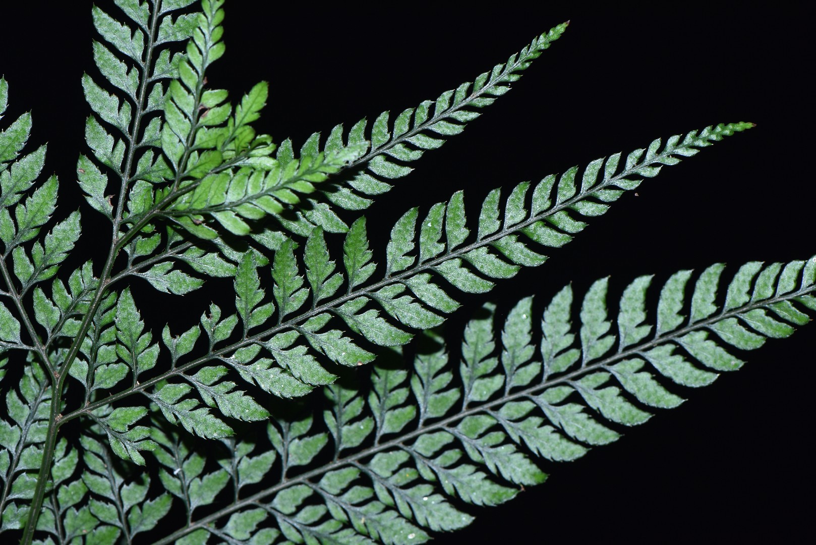 Arachniodes aristata - PictureThis