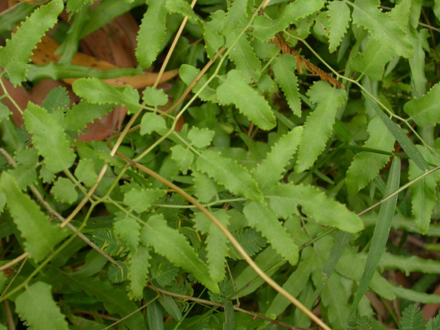 Old world climbing fern (Lygodium microphyllum) Flower, Leaf, Care ...