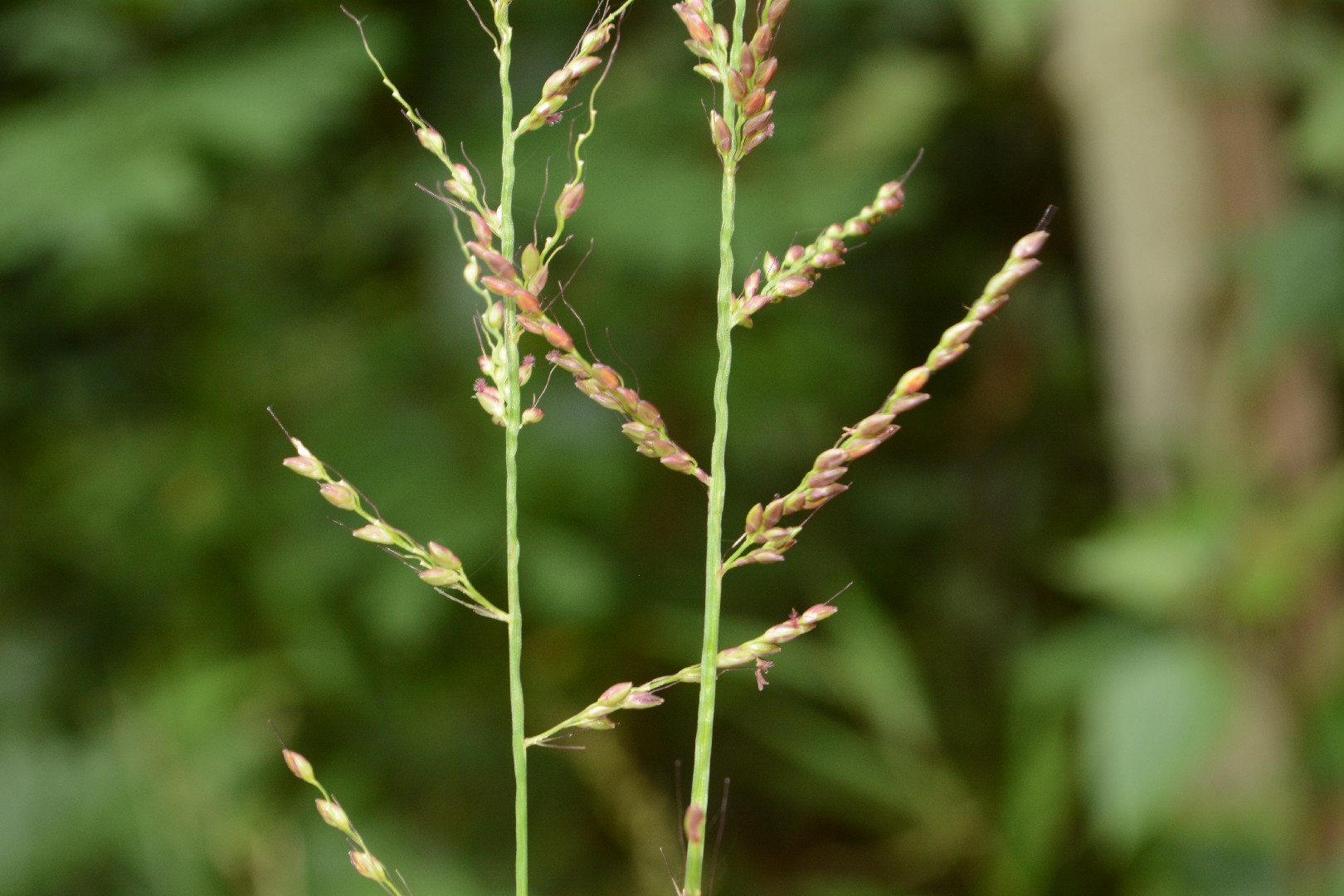 Arundinella setosa - PictureThis